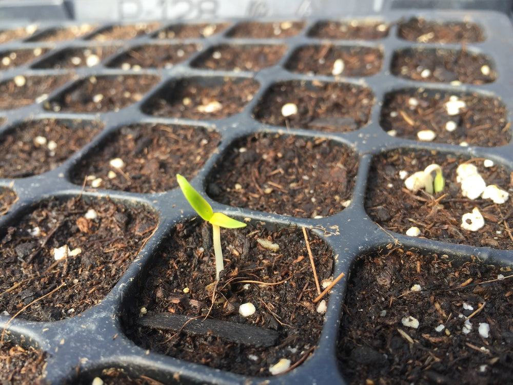 From the Farm – Liberty Prairie